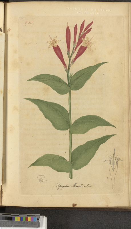 Red Thread · Carolina pinkroot · Red-Thread
